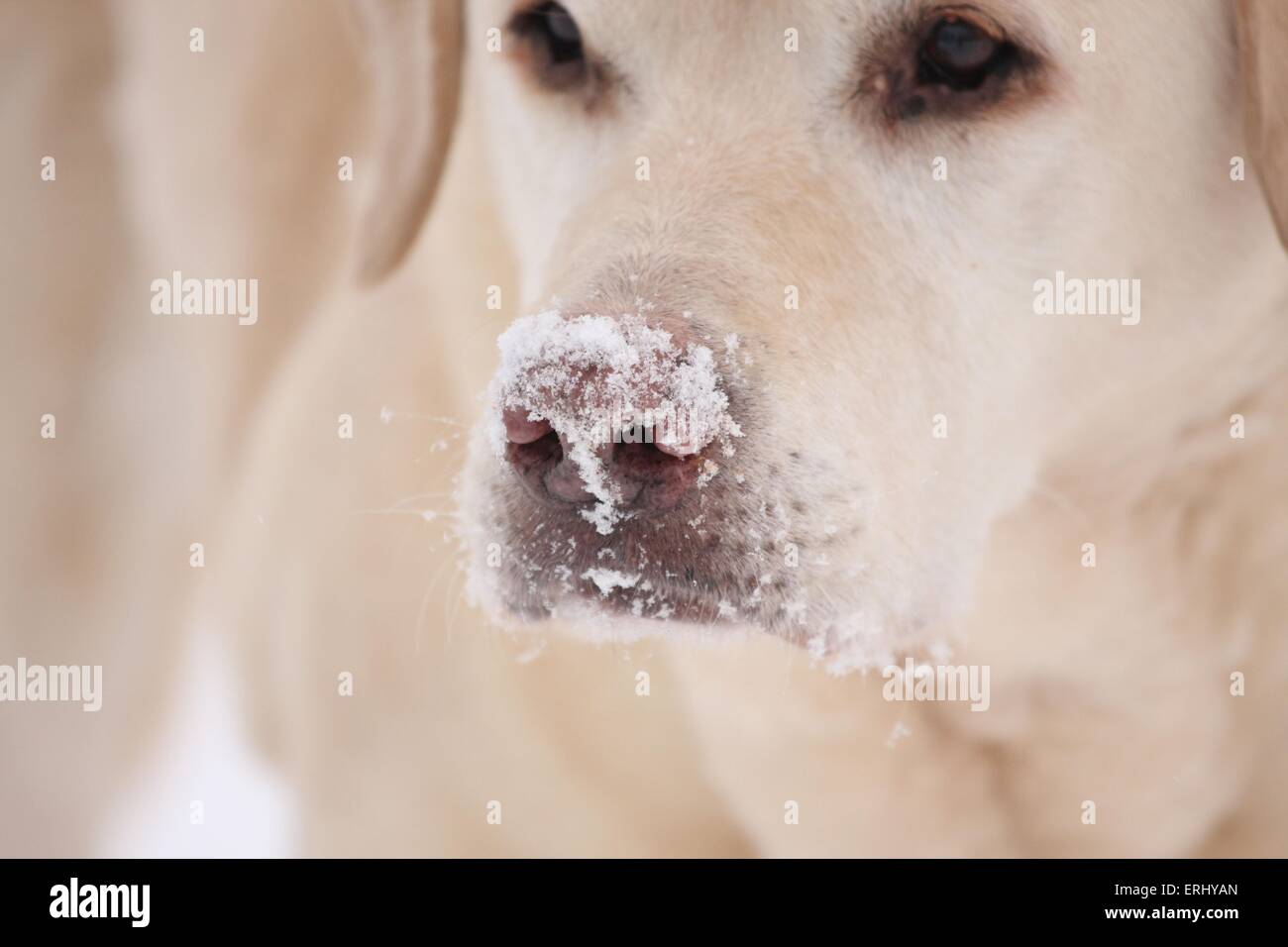 Labrador Retriever nose Stock Photo - Alamy