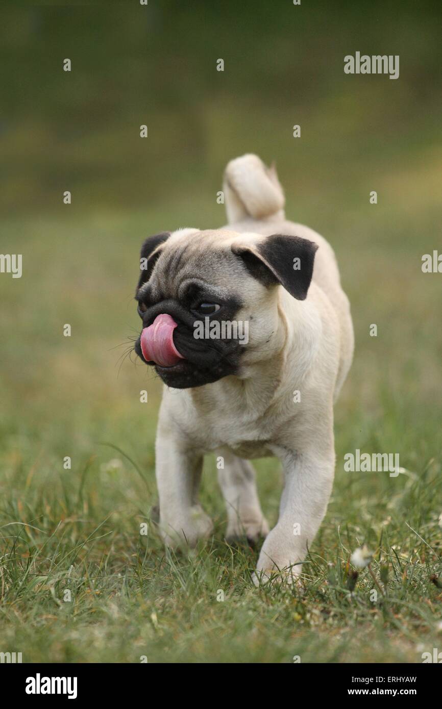 Dog walking pug hi-res stock photography and images - Alamy