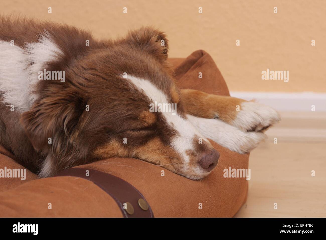 sleeping Australian Shepherd Stock Photo - Alamy