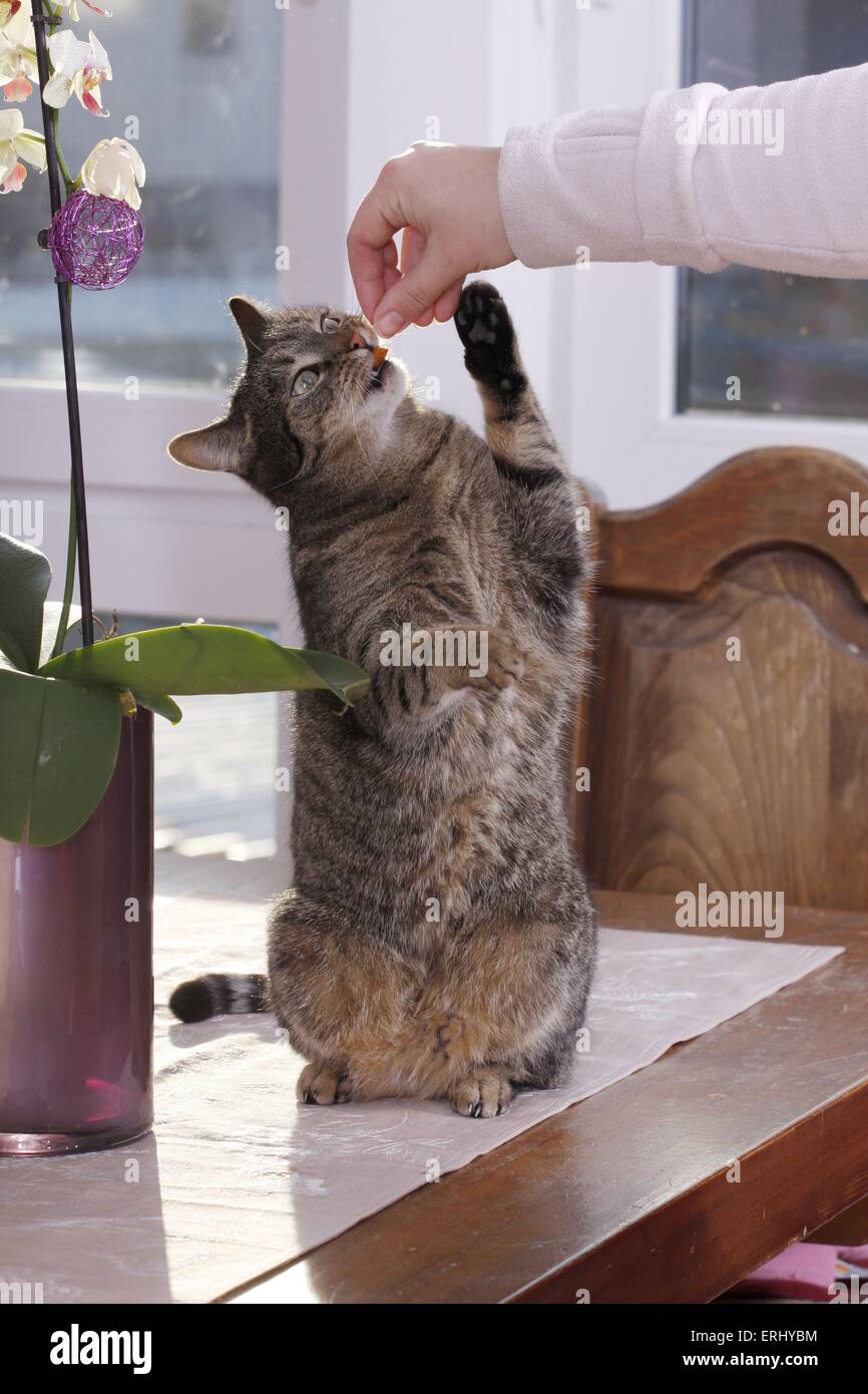 Cat human legs standing hi-res stock photography and images - Alamy