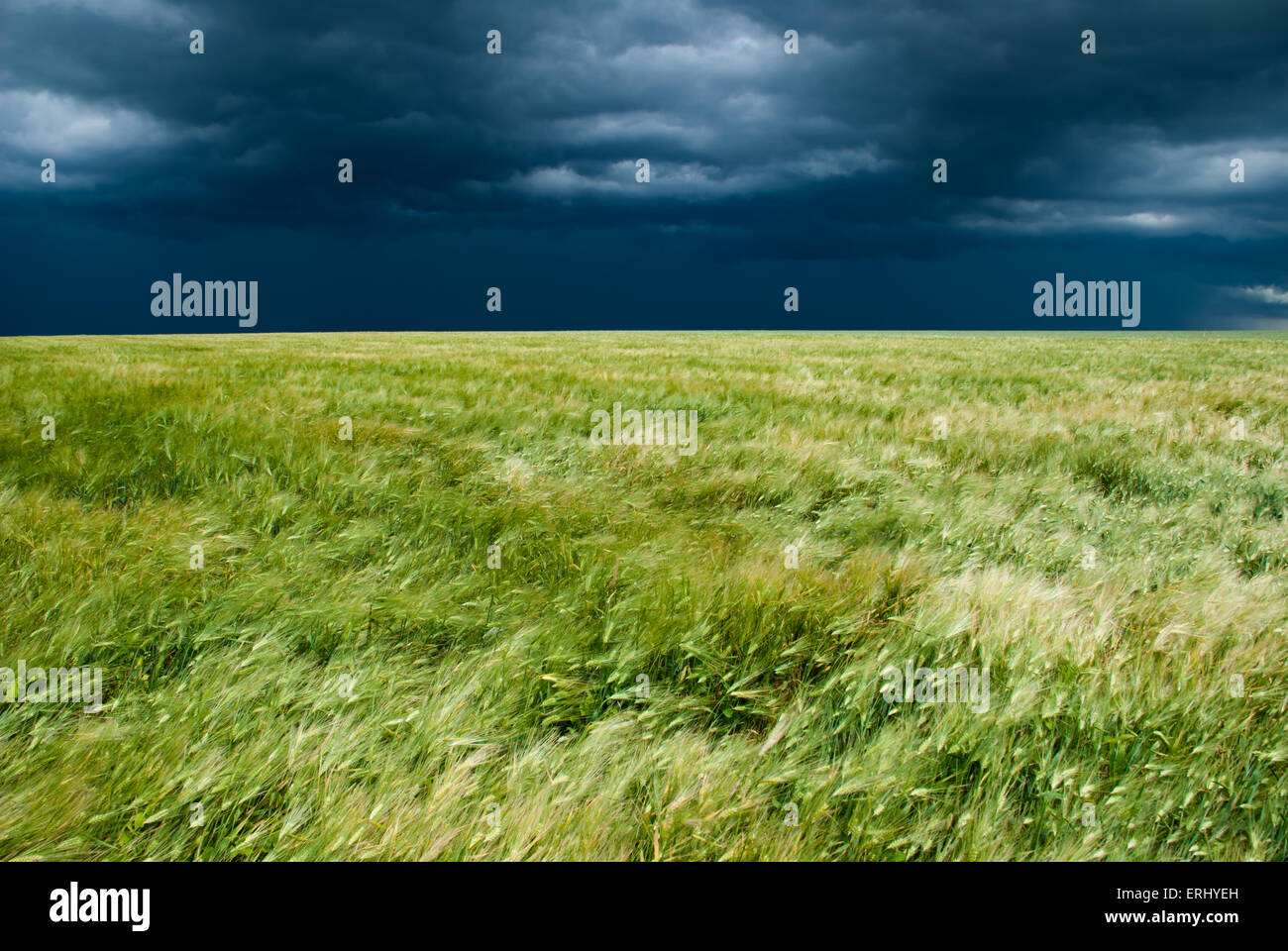 wheat field and stormy sky landscape Stock Photo - Alamy