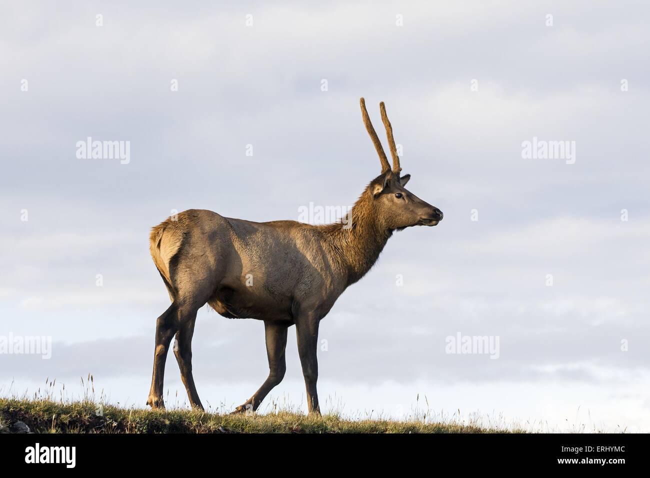 Elk male males hi-res stock photography and images - Alamy