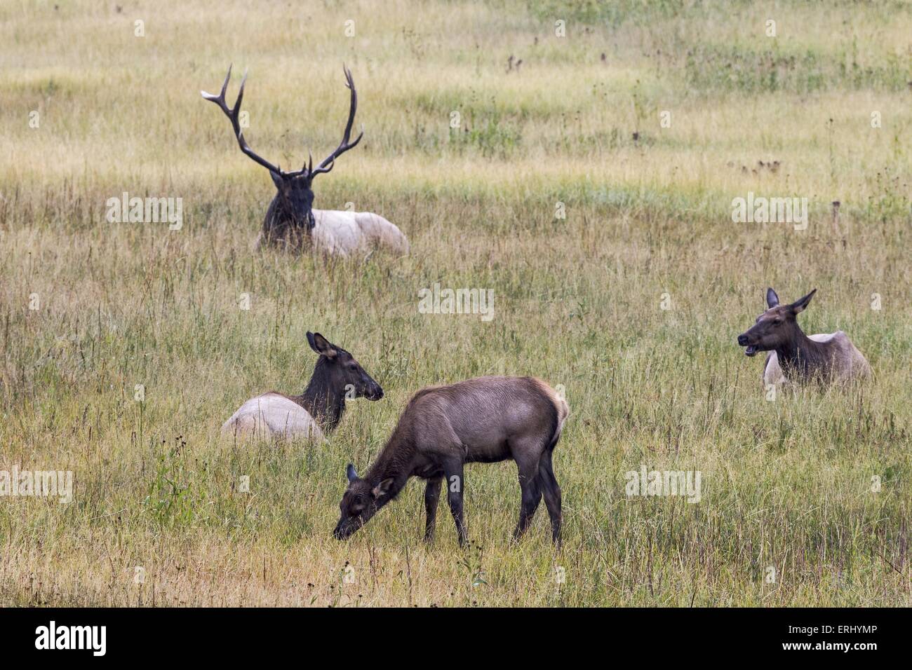 Elks antler hi-res stock photography and images - Alamy