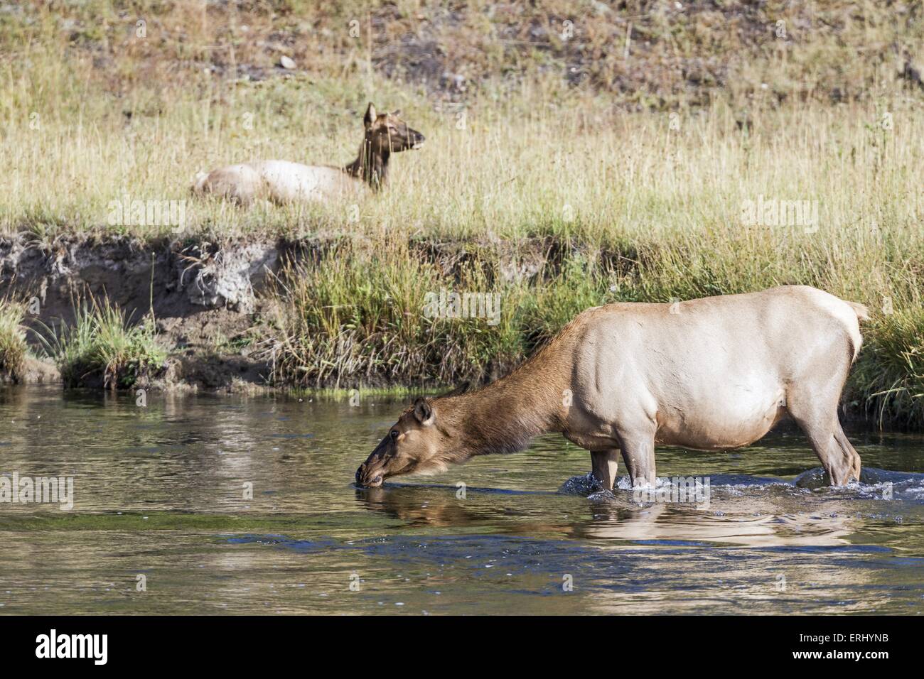 Female elks hi-res stock photography and images - Alamy