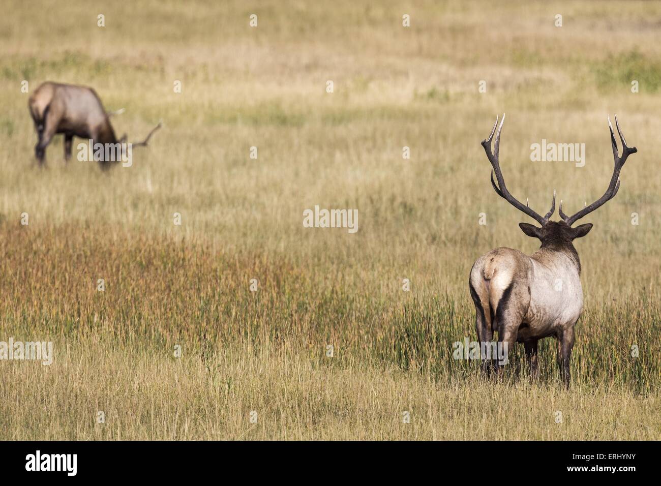 Elks antler hi-res stock photography and images - Alamy