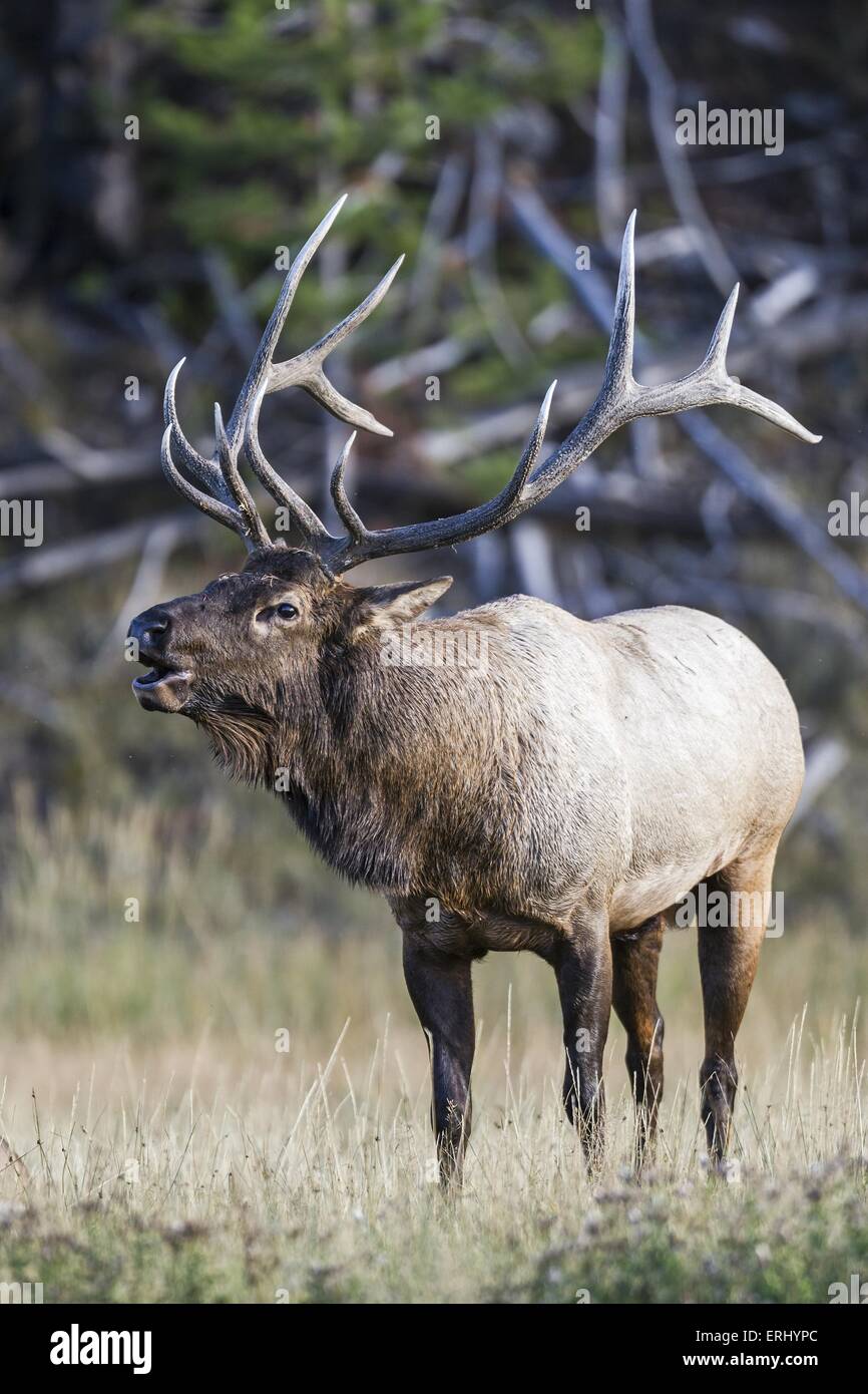 American elk hi-res stock photography and images - Alamy