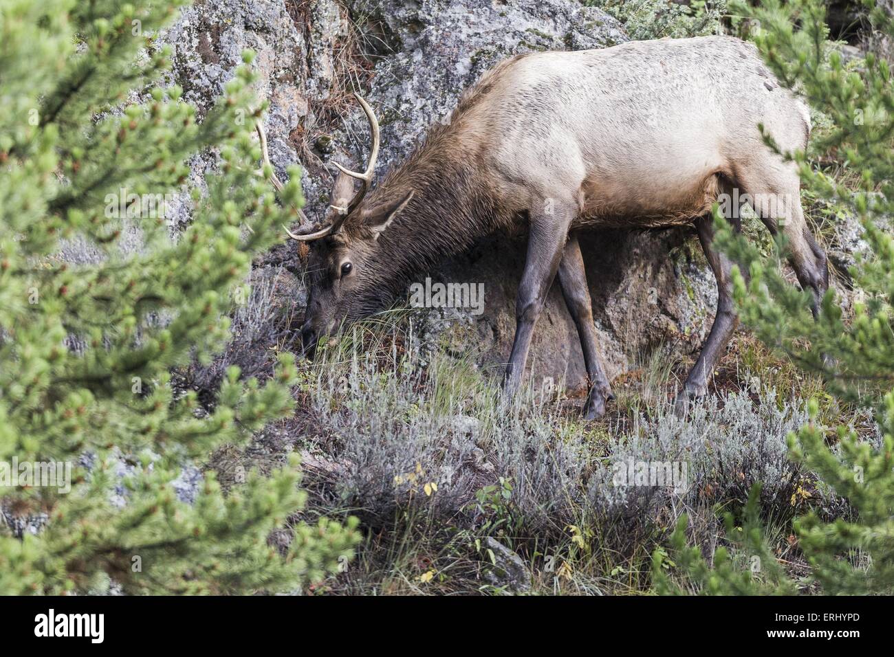 Elk browse hi-res stock photography and images - Alamy