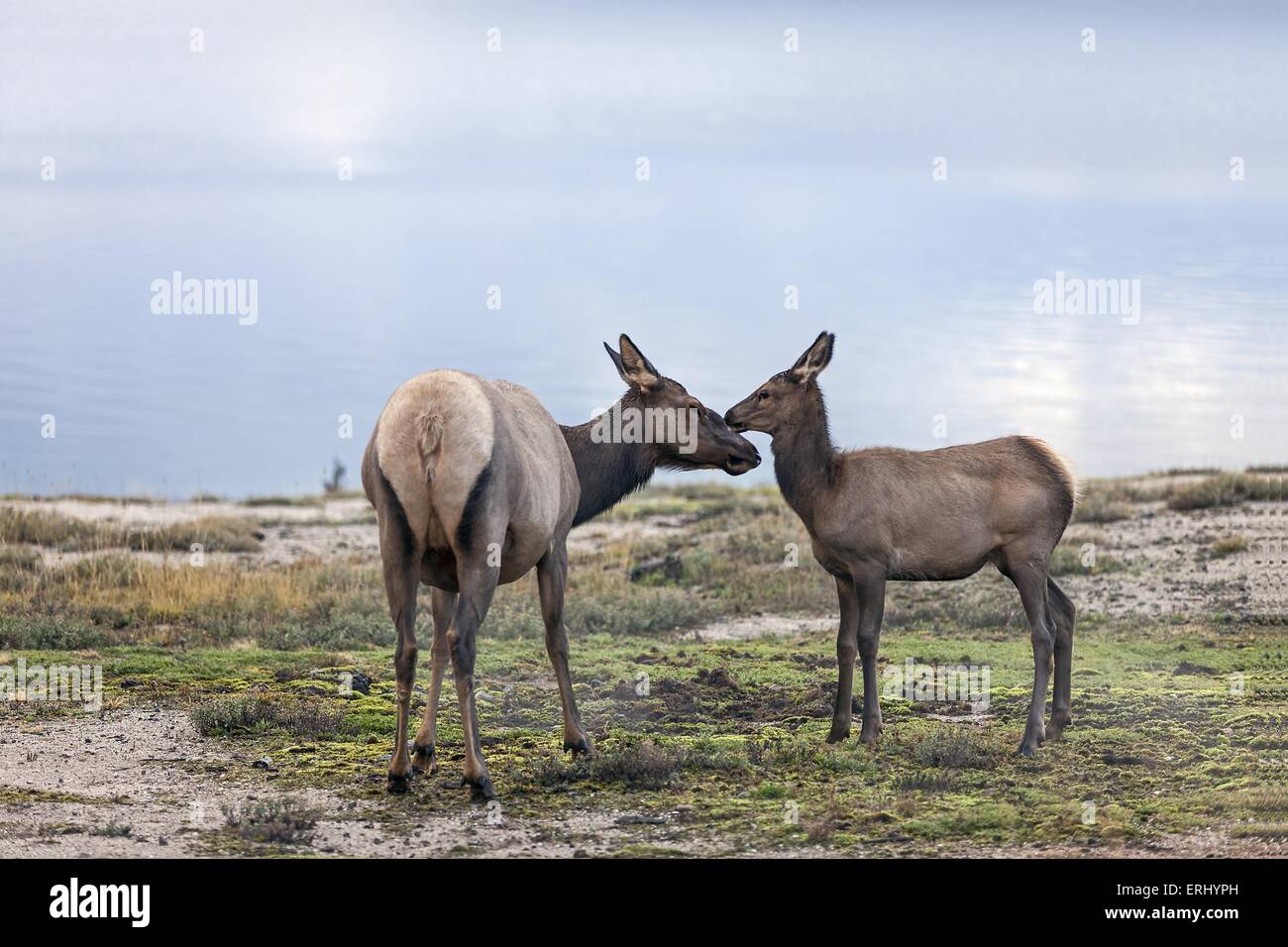 American elks hi-res stock photography and images - Alamy