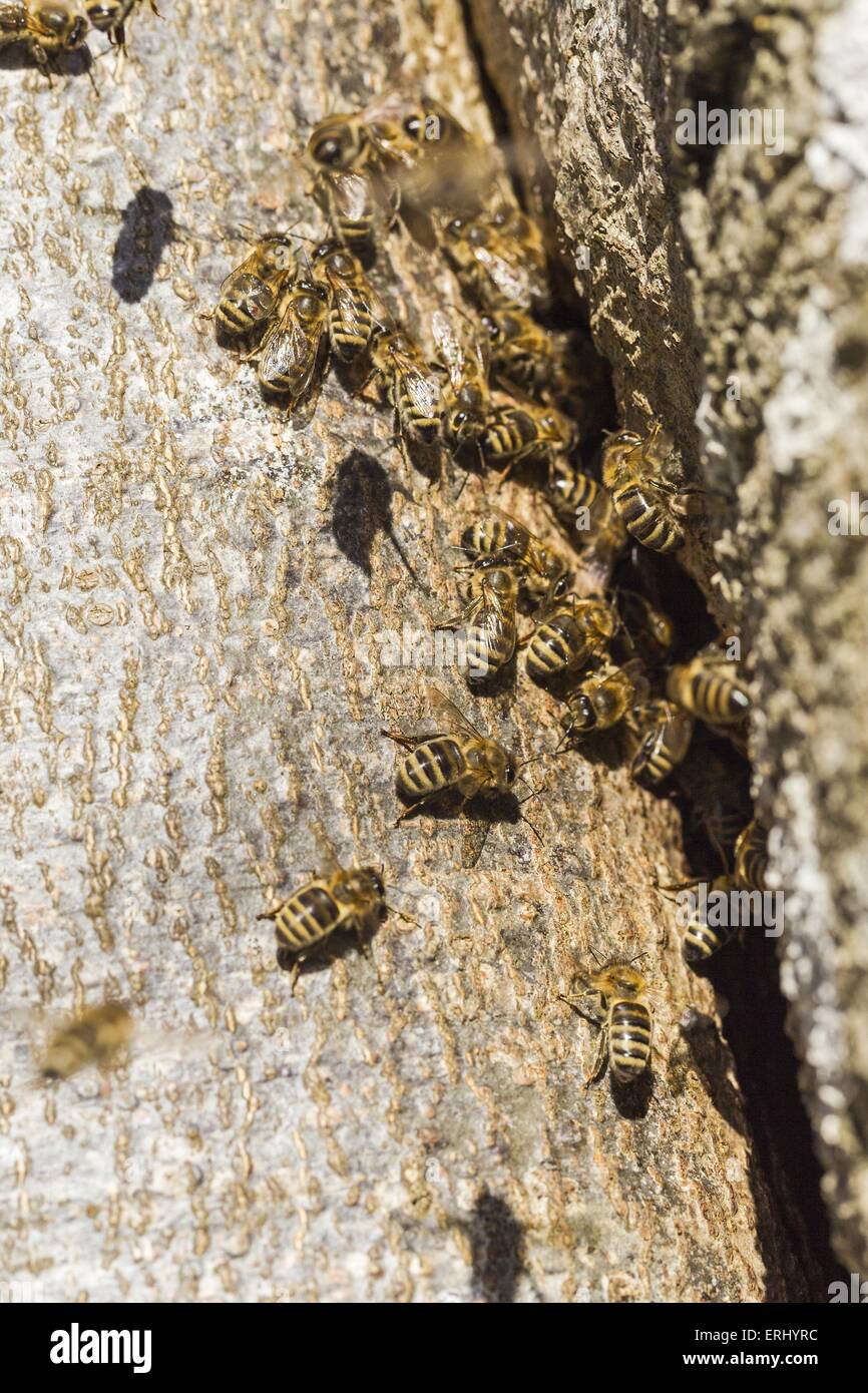 Wild bees hi-res stock photography and images - Alamy