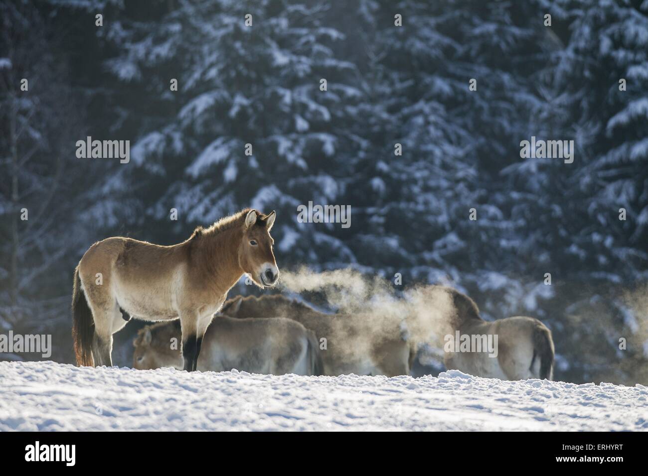 Breathing horses hi-res stock photography and images - Alamy