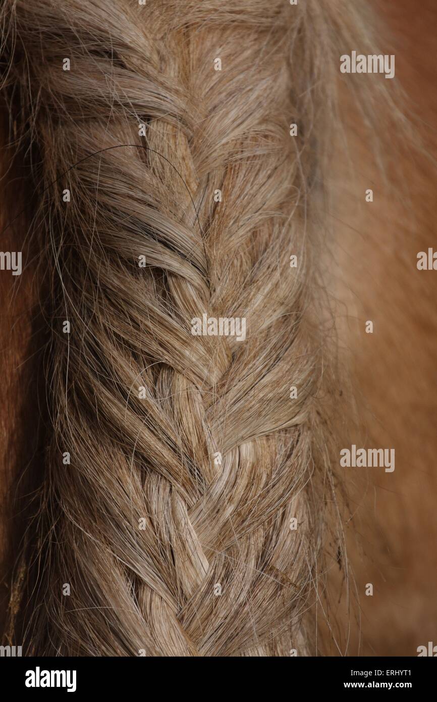 Horse tail braid hi-res stock photography and images - Alamy
