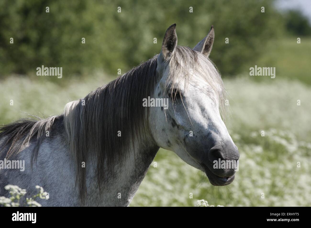 Cross bred pony hi-res stock photography and images - Alamy