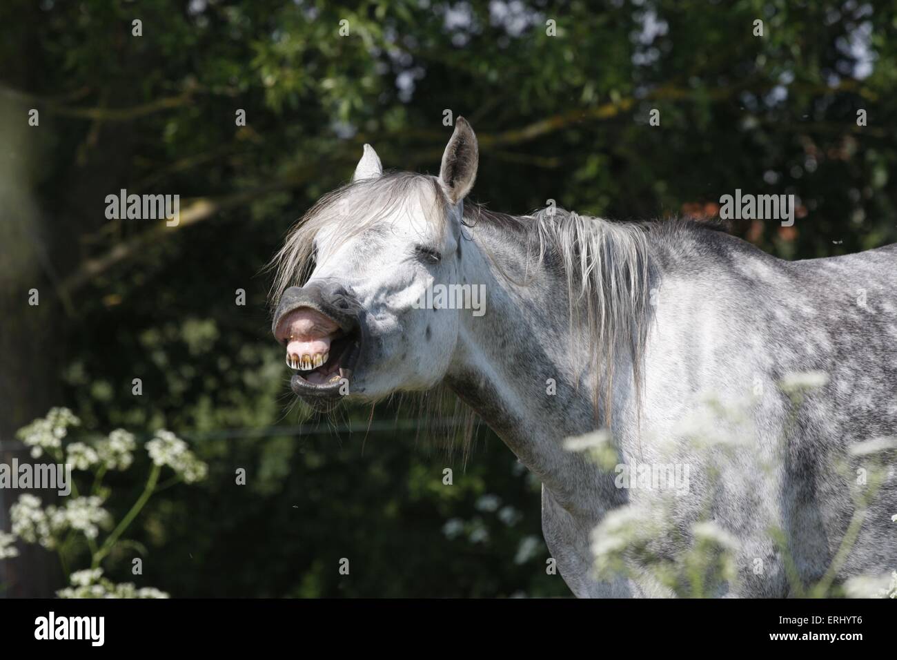 Cross bred pony hi-res stock photography and images - Alamy