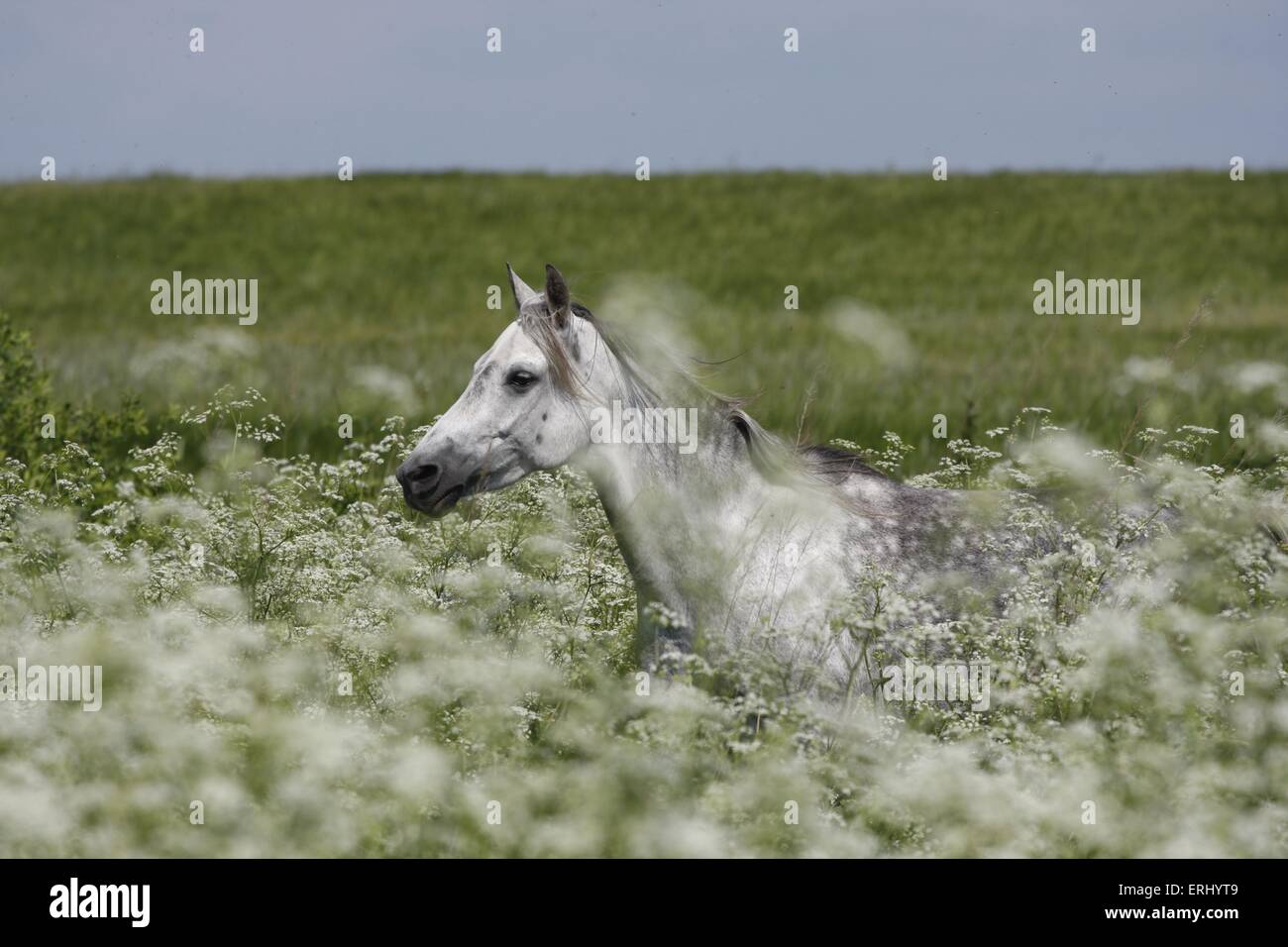 Icelandic Horse Cross High Resolution Stock Photography and Images - Alamy