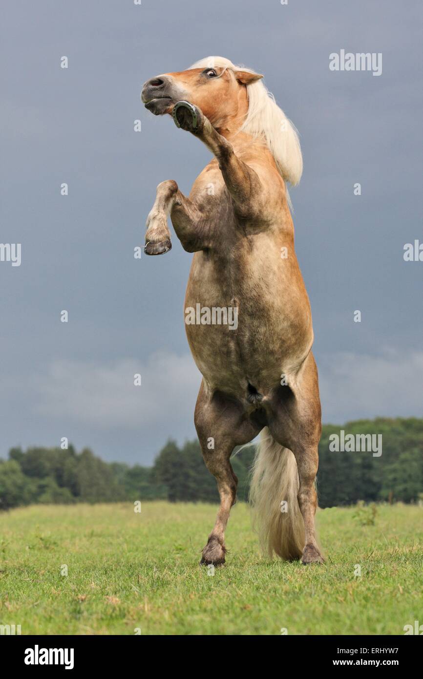 Woman Horse Rear Up High Resolution Stock Photography and Images - Alamy