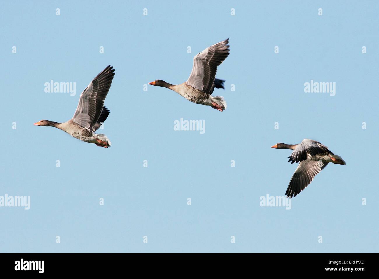flying white-fronted geese Stock Photo - Alamy