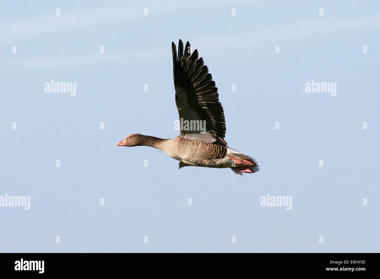 Flying white fronted goose hi-res stock photography and images - Alamy