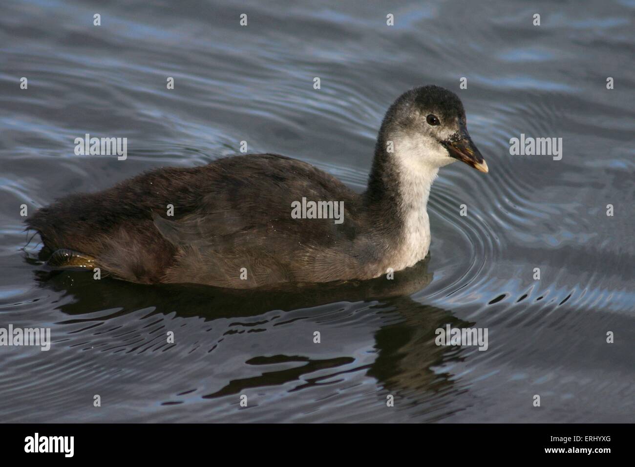 Young eurasian coot Stock Photo - Alamy
