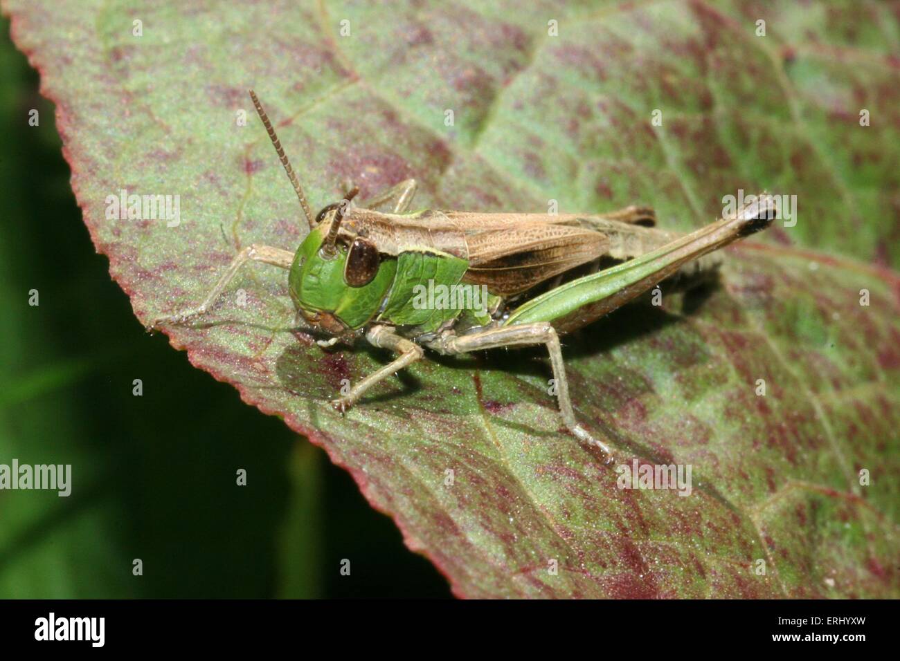 Grashopper hi-res stock photography and images - Alamy