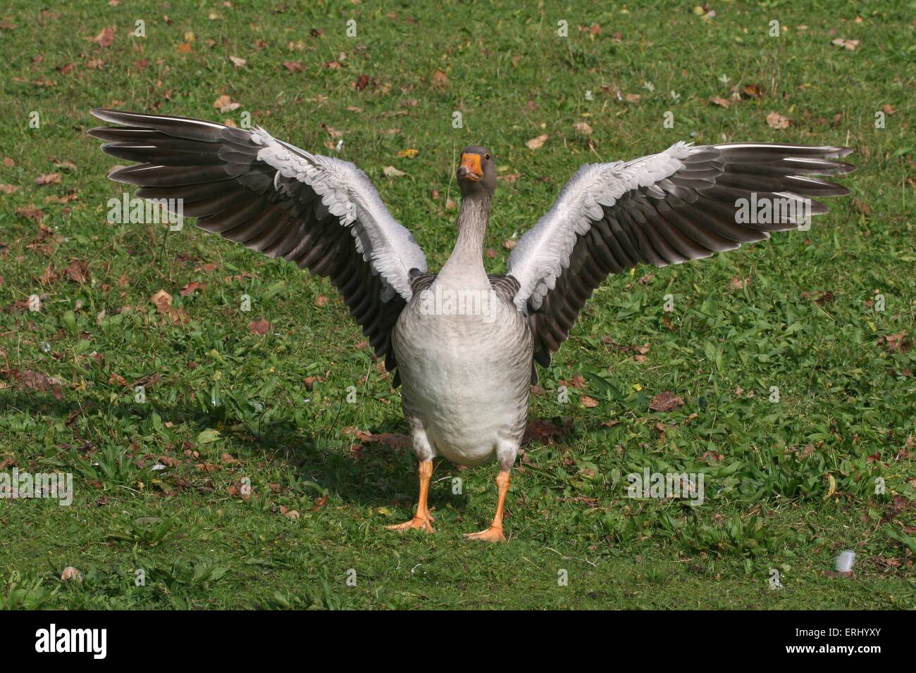 Goose wingspan hi-res stock photography and images - Alamy