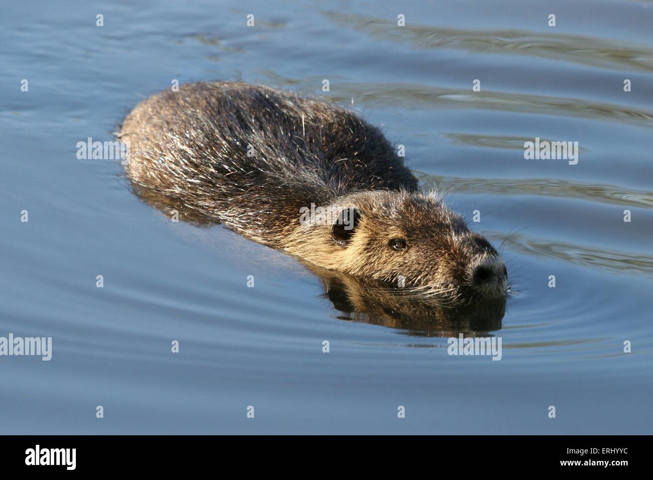 A nutria swimming hi-res stock photography and images - Alamy