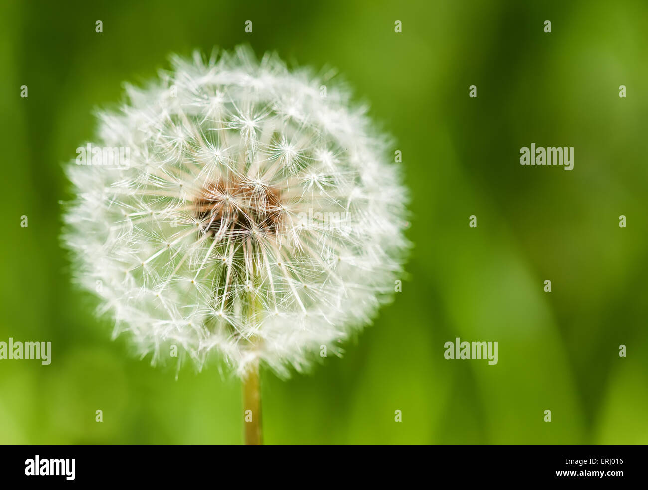 one big dandelion on green grass background Stock Photo - Alamy