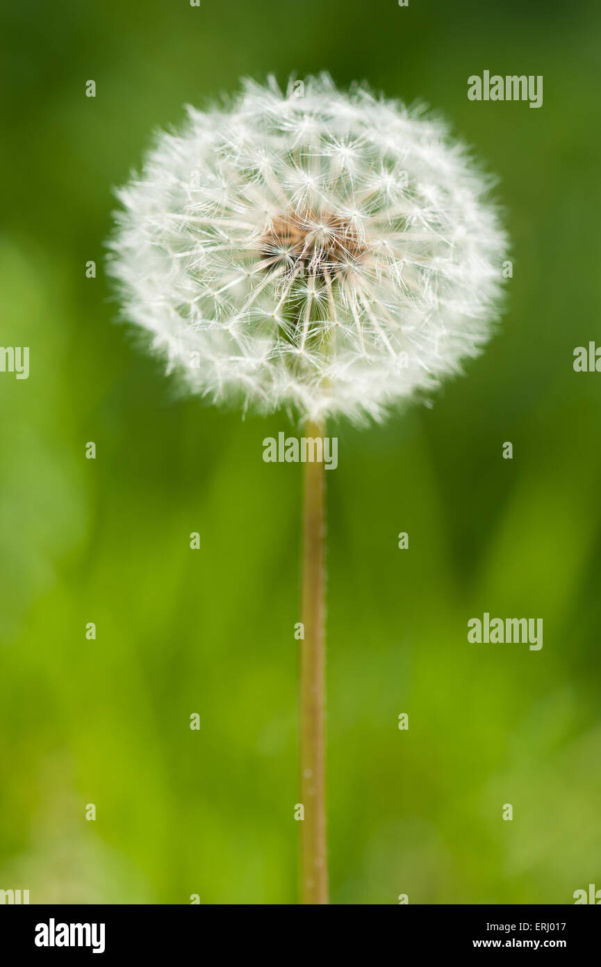 one big dandelion on green grass background Stock Photo - Alamy