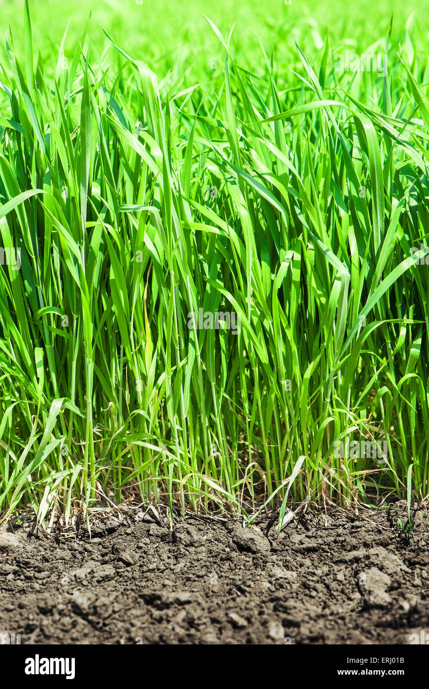 green grass and soil Stock Photo - Alamy