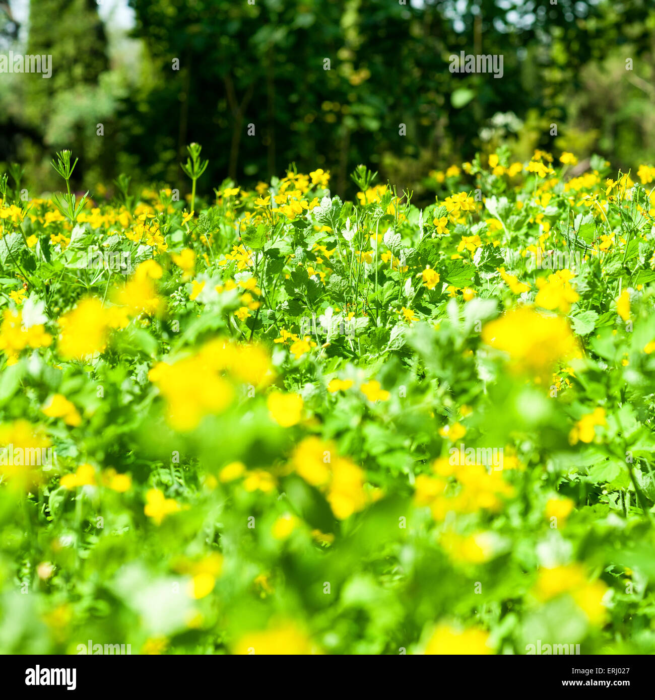 spring bright meadow with flowers Stock Photo - Alamy