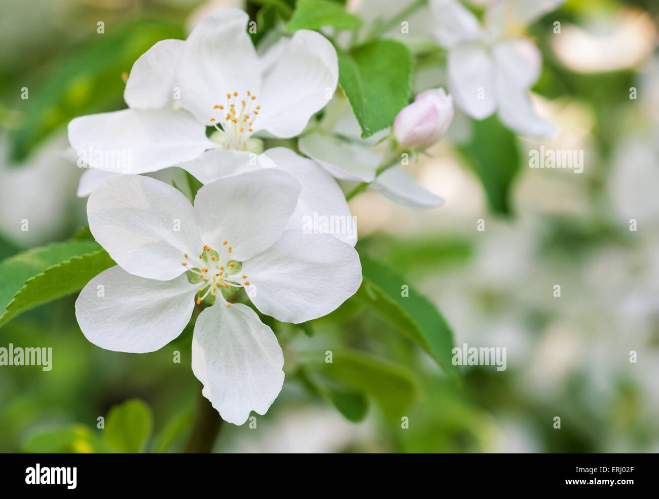 White cherry flowers closeup hi-res stock photography and images - Alamy