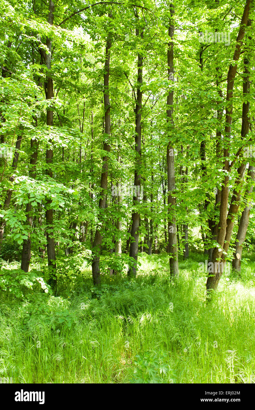 bright sunny forest Stock Photo - Alamy