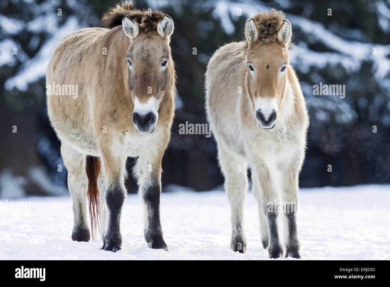 Przewalski’s horses hi-res stock photography and images - Alamy