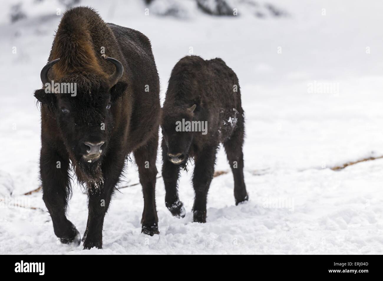 Baby wisent hi-res stock photography and images - Alamy