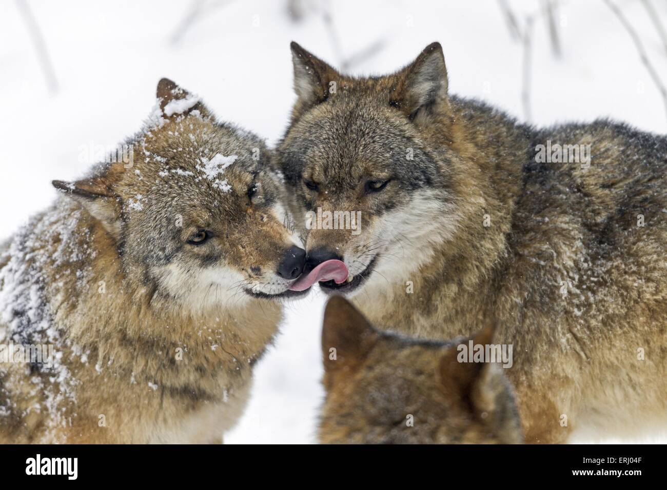 Greywolves hi-res stock photography and images - Alamy