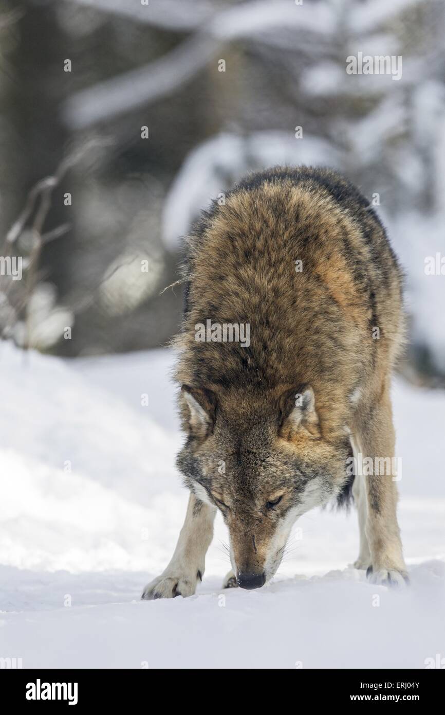 Wolf Sniffing Stock Photos & Wolf Sniffing Stock Images - Alamy