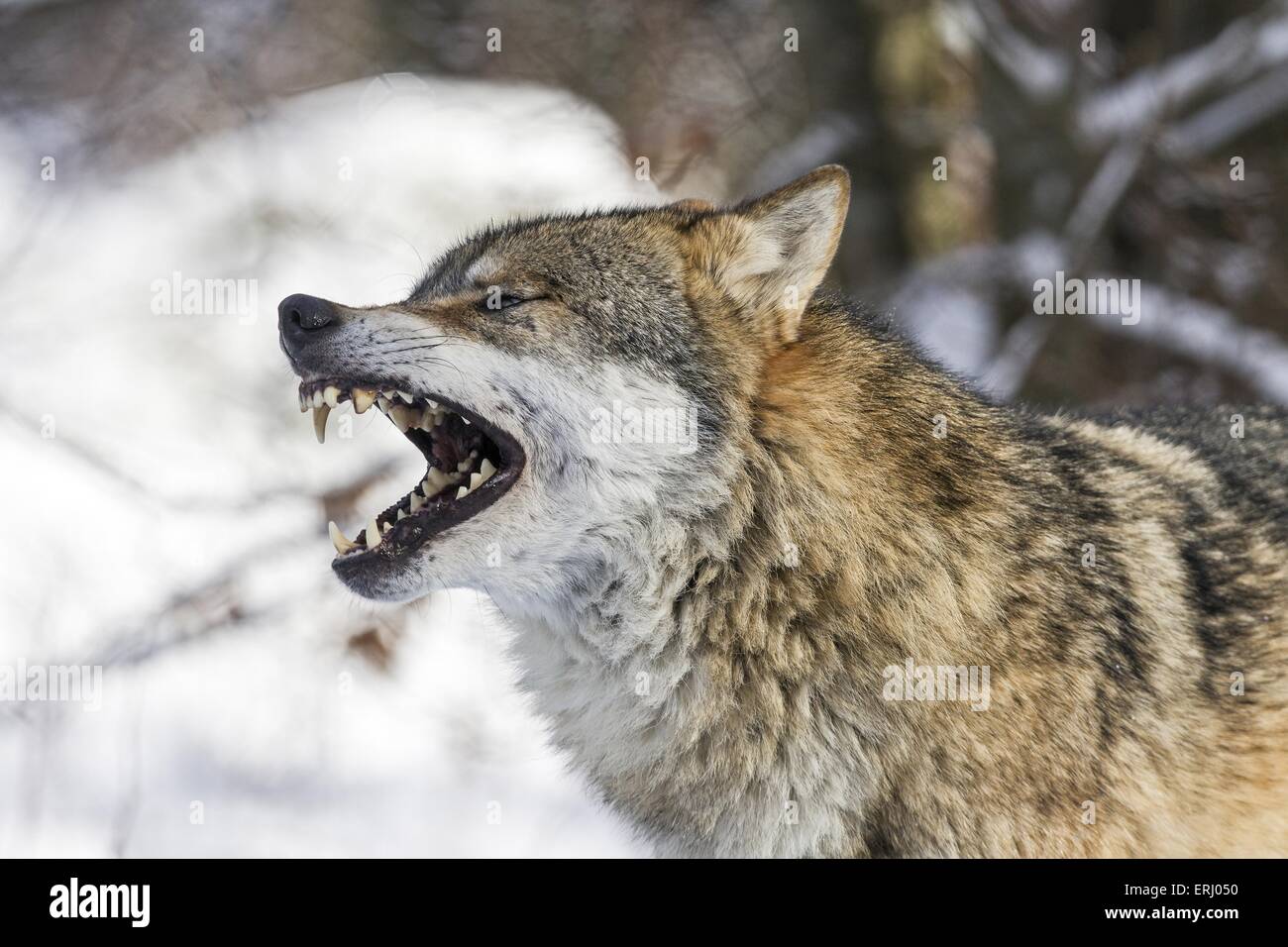 Grey wolf gesture hi-res stock photography and images - Alamy
