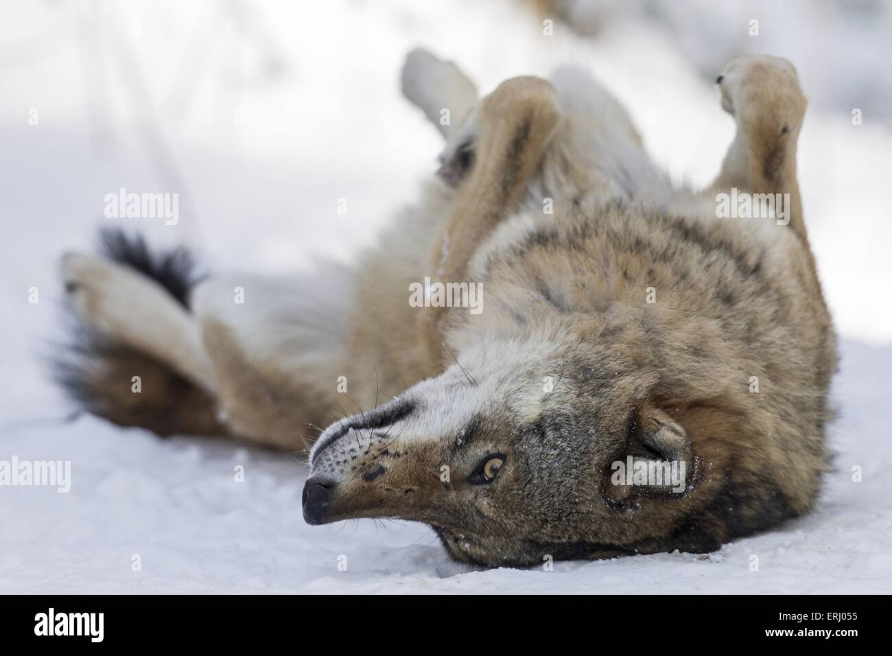 Rolling wolf me hi-res stock photography and images - Alamy