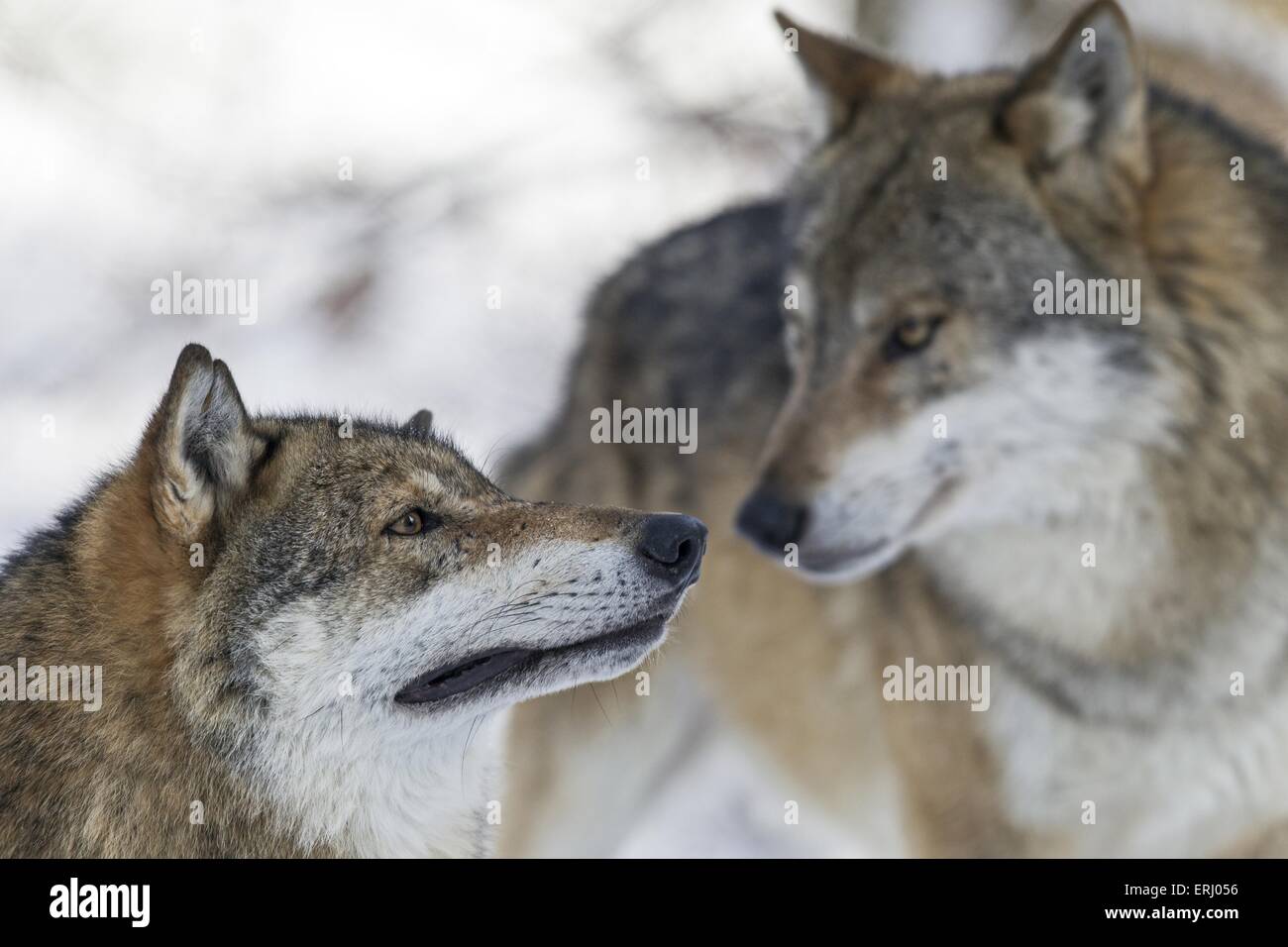 Greywolves hi-res stock photography and images - Alamy