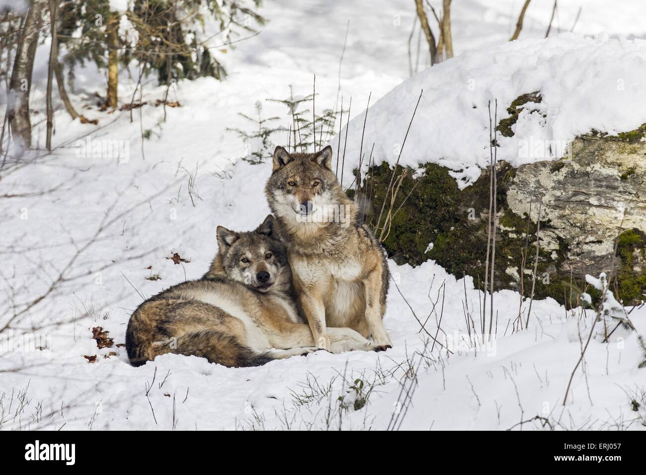 Wild wolves cuddle hi-res stock photography and images - Alamy
