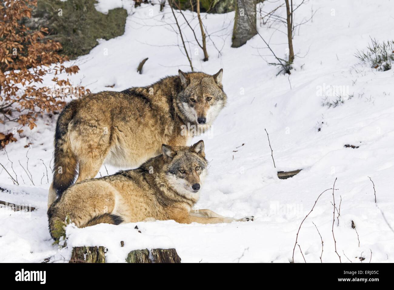 Greywolves hi-res stock photography and images - Alamy