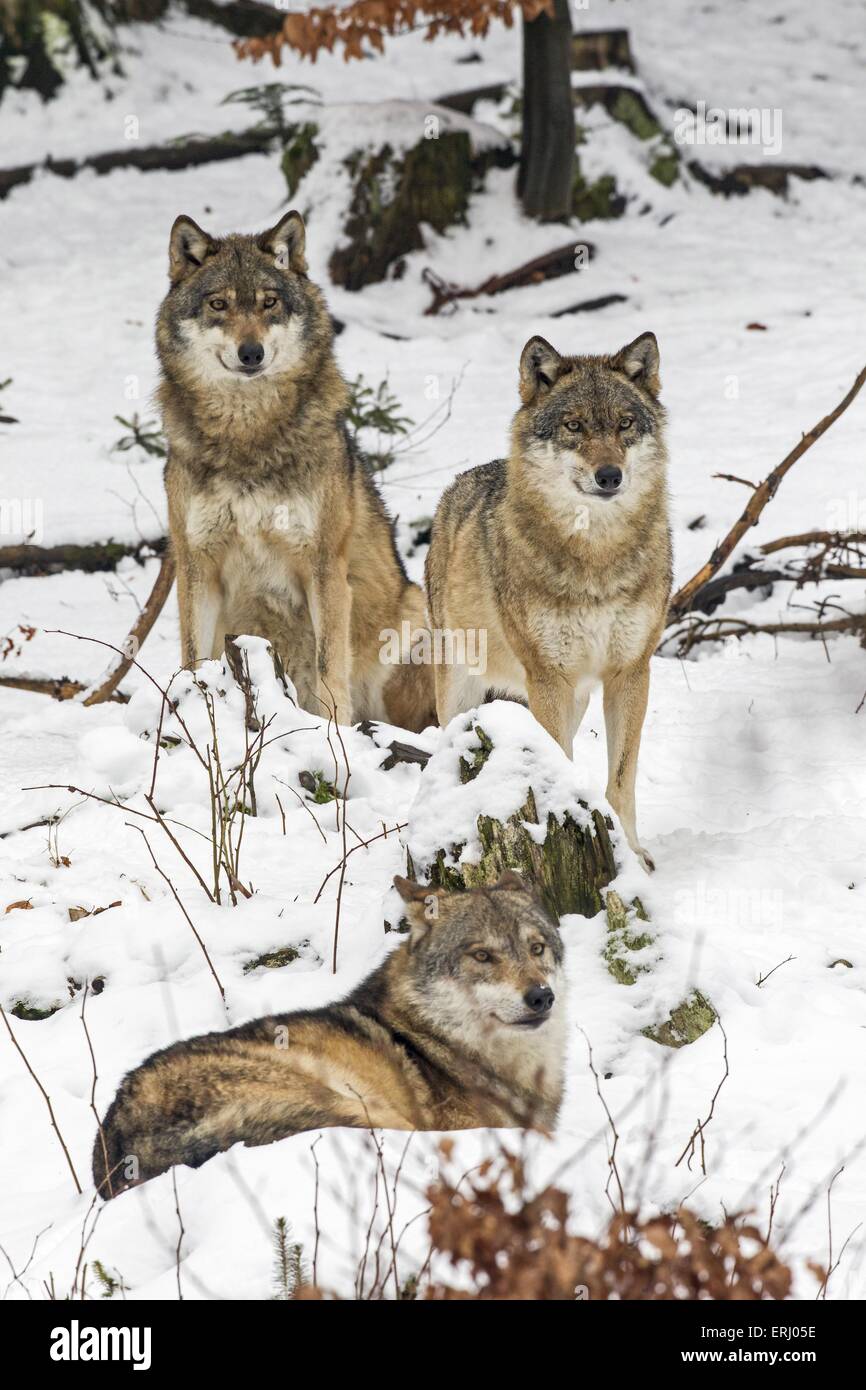 Greywolves hi-res stock photography and images - Alamy