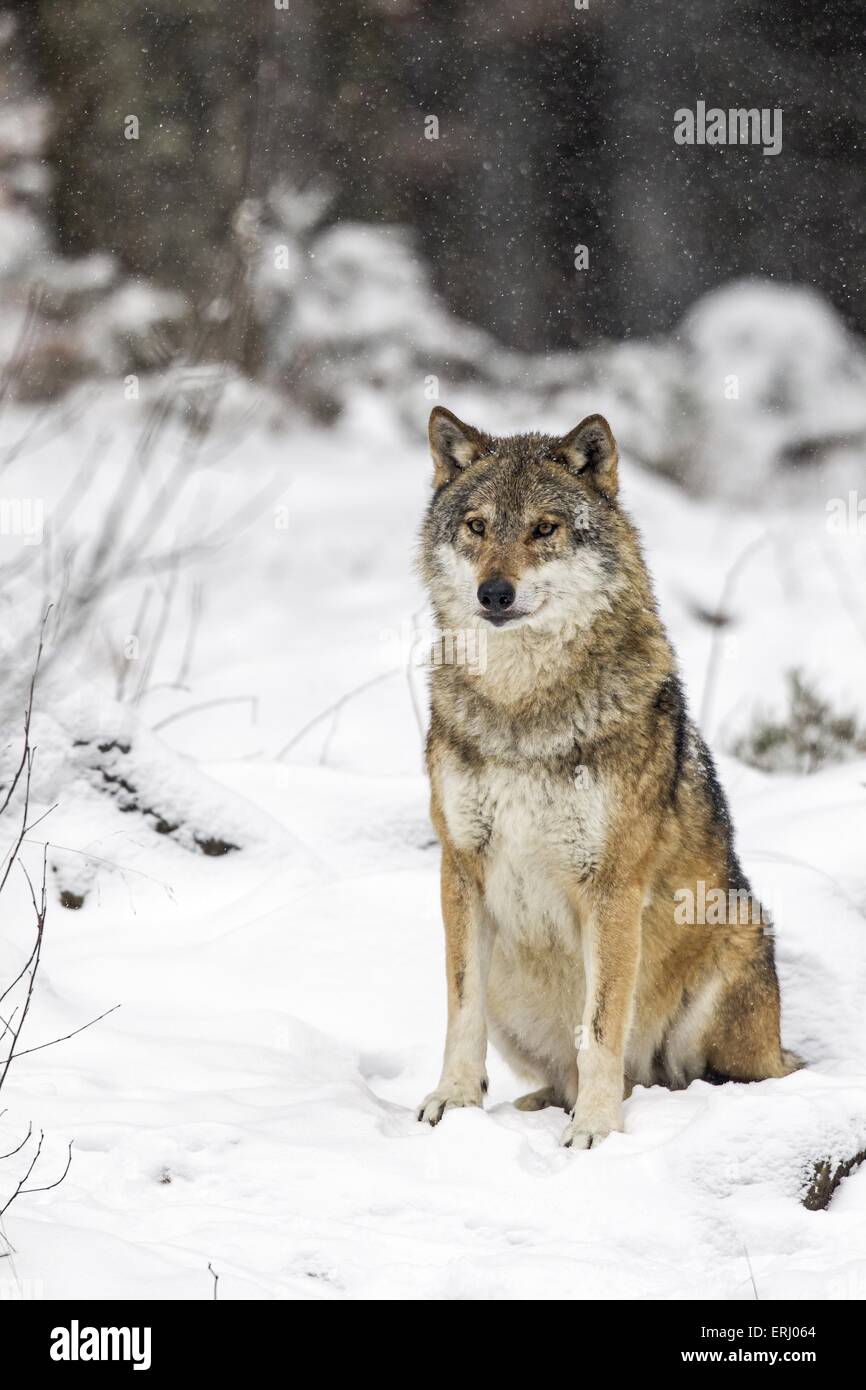Wild grey wolf sitting snow hi-res stock photography and images - Alamy