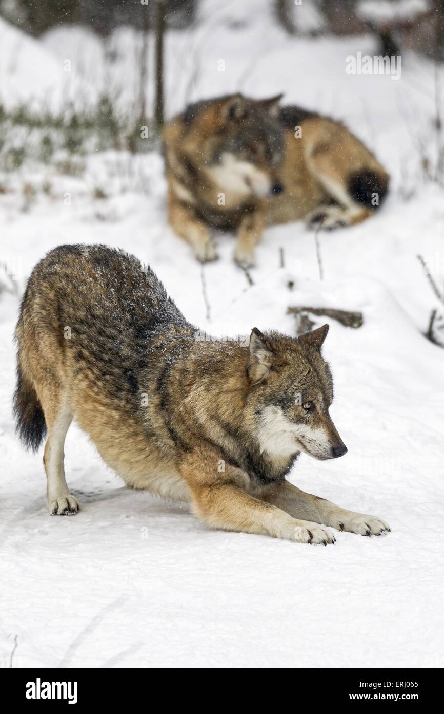 Greywolves hi-res stock photography and images - Alamy