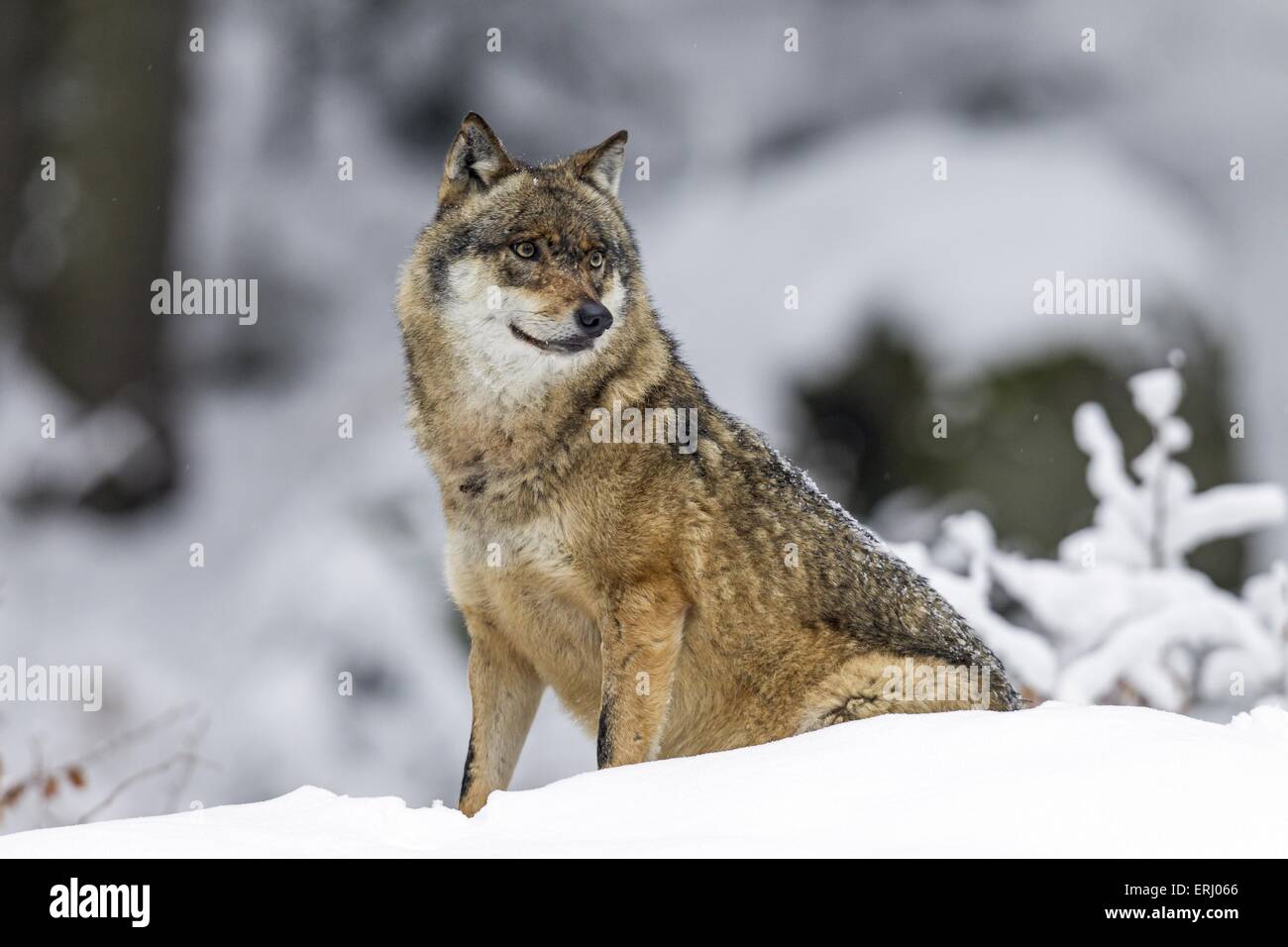 Wild grey wolf sitting snow hi-res stock photography and images - Alamy