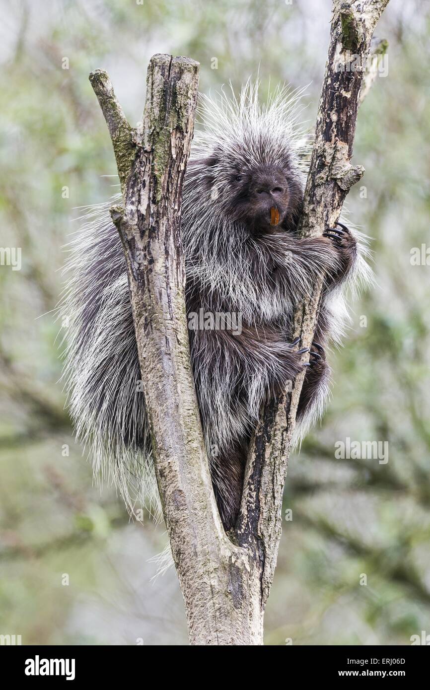 New World Porcupine Stock Photo - Alamy