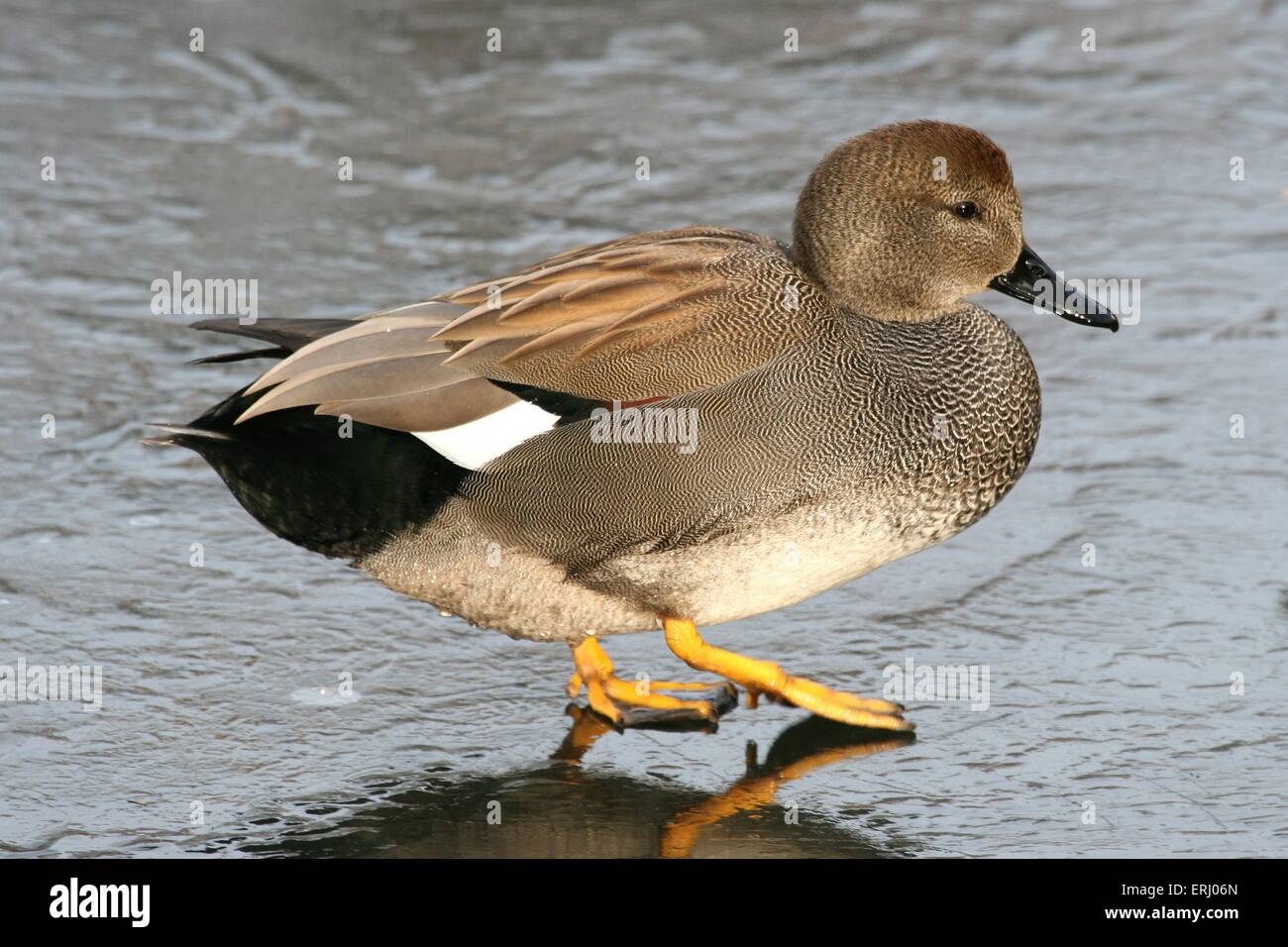 Gadwall duck hi-res stock photography and images - Alamy
