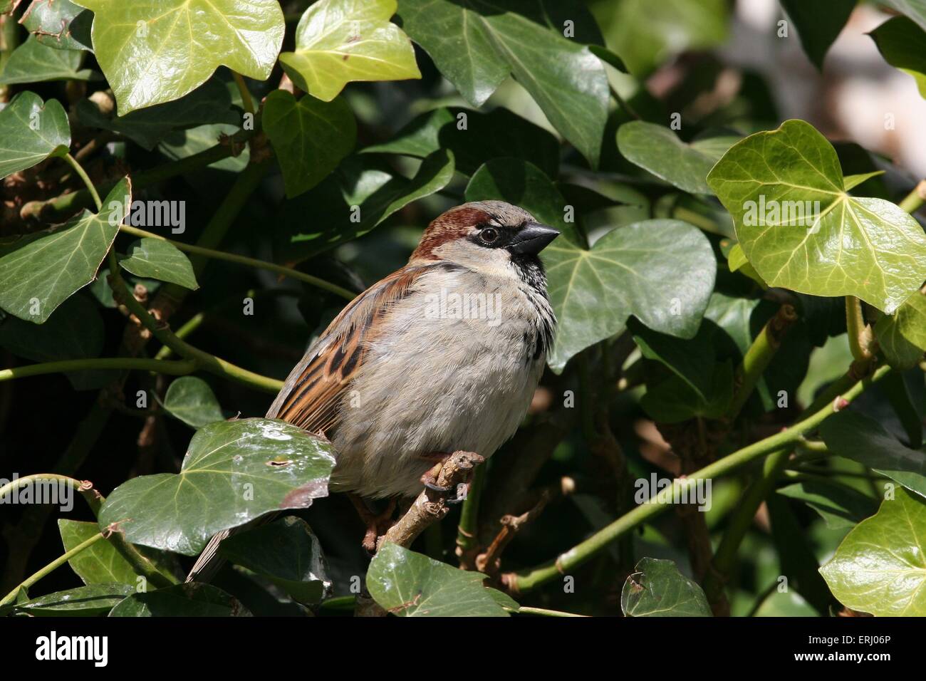 English sparrow branches hi-res stock photography and images - Alamy