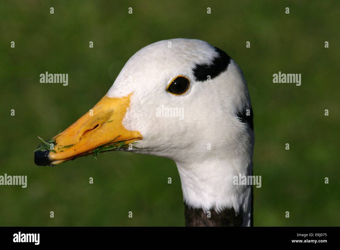 Bar headed goose one hi-res stock photography and images - Alamy
