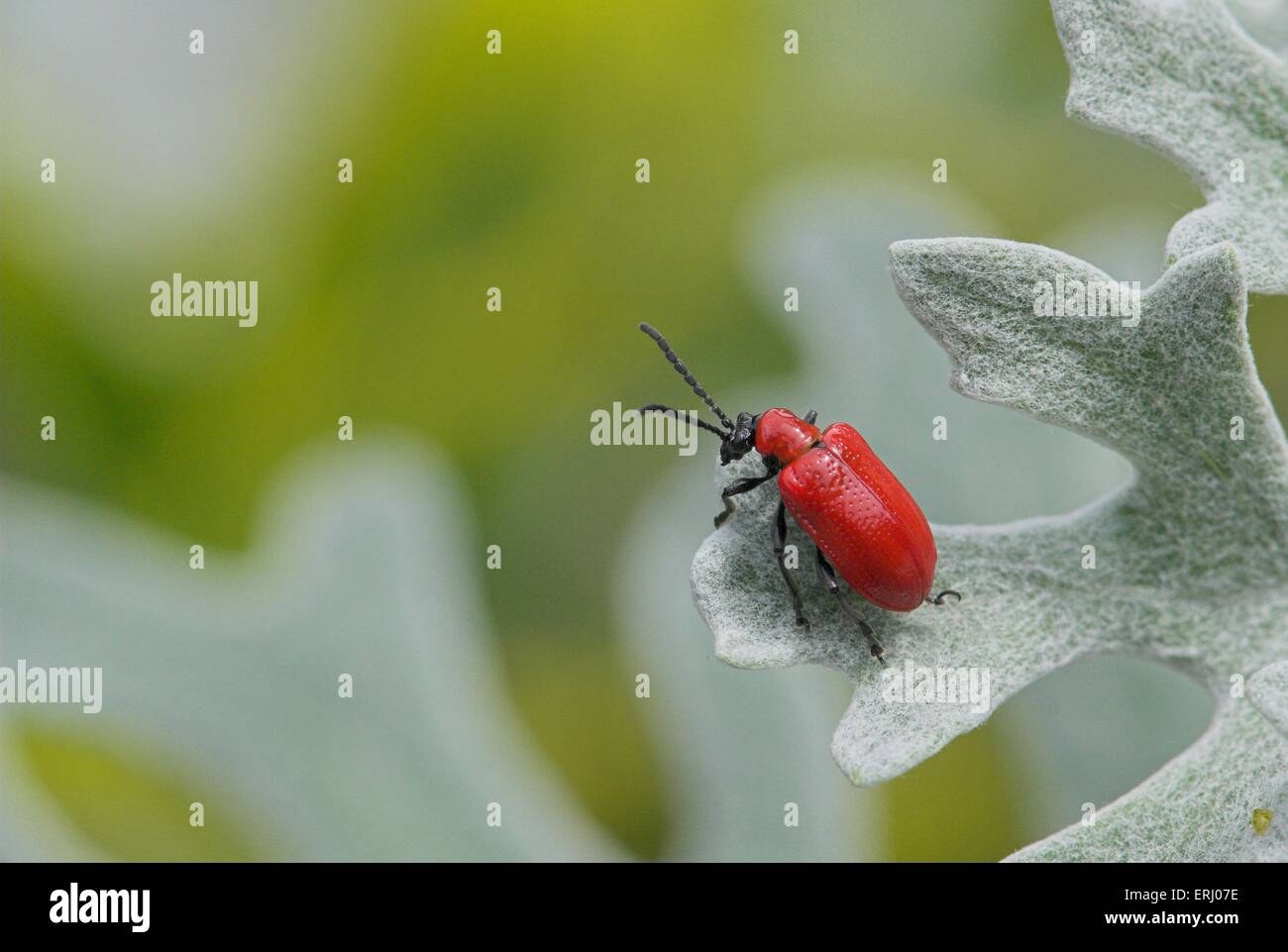 Lily beetle hi-res stock photography and images - Alamy
