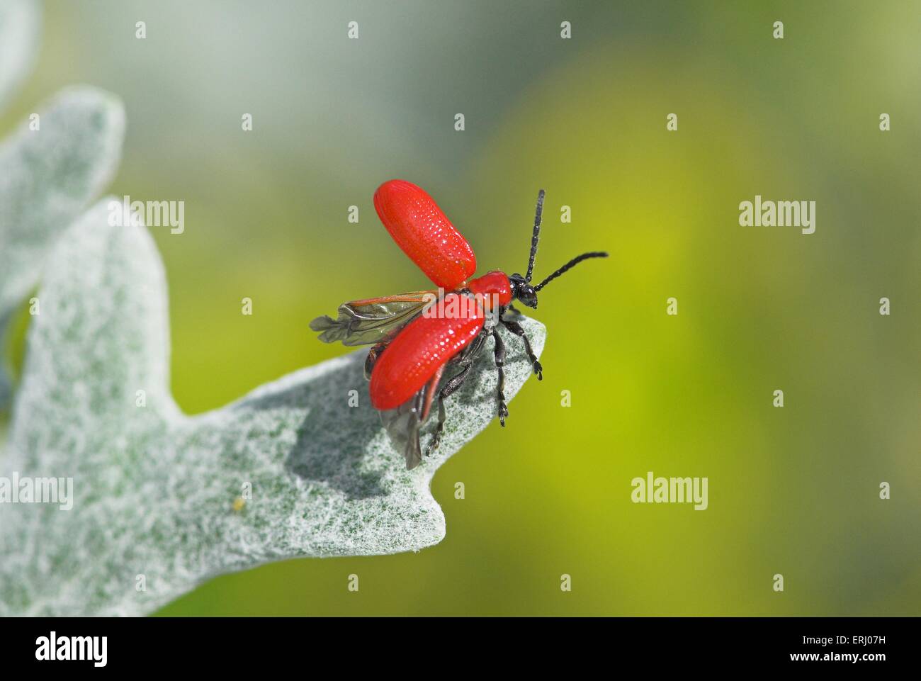 red lily beetle Stock Photo - Alamy